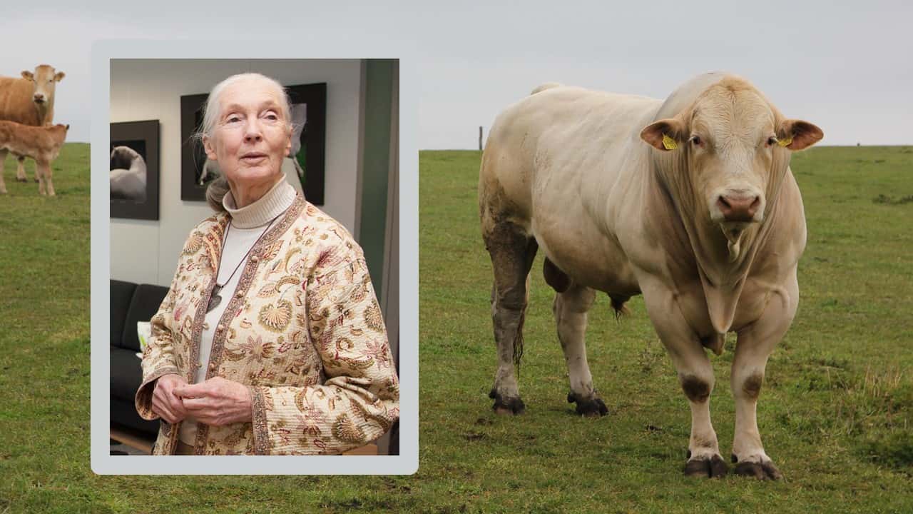 Gastbeitrag von Jane Goodall und Stella Kyriakides: Ein besserer ...